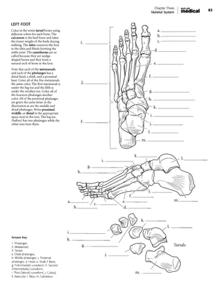 Chapter_One_Introduction_ANATOMICAL_POSI.pdf