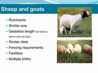 unit 1 : introduction of sheep and goat rearing | PPTX