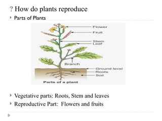Reproduction in plant class 7 ppt21.pptx