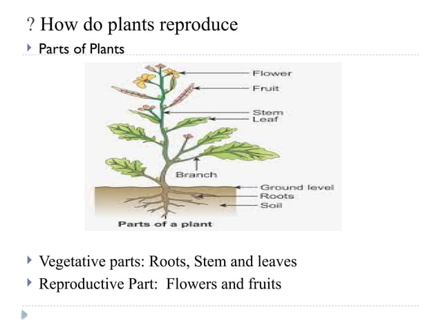 Reproduction in plant class 7 ppt21.pptx