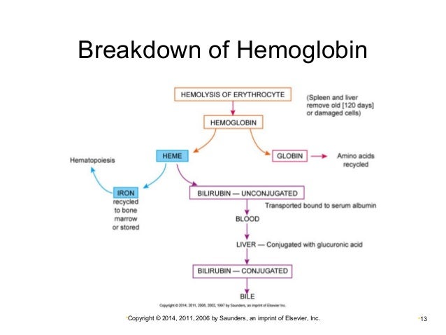 Ch 10, 11, 12 Pathology