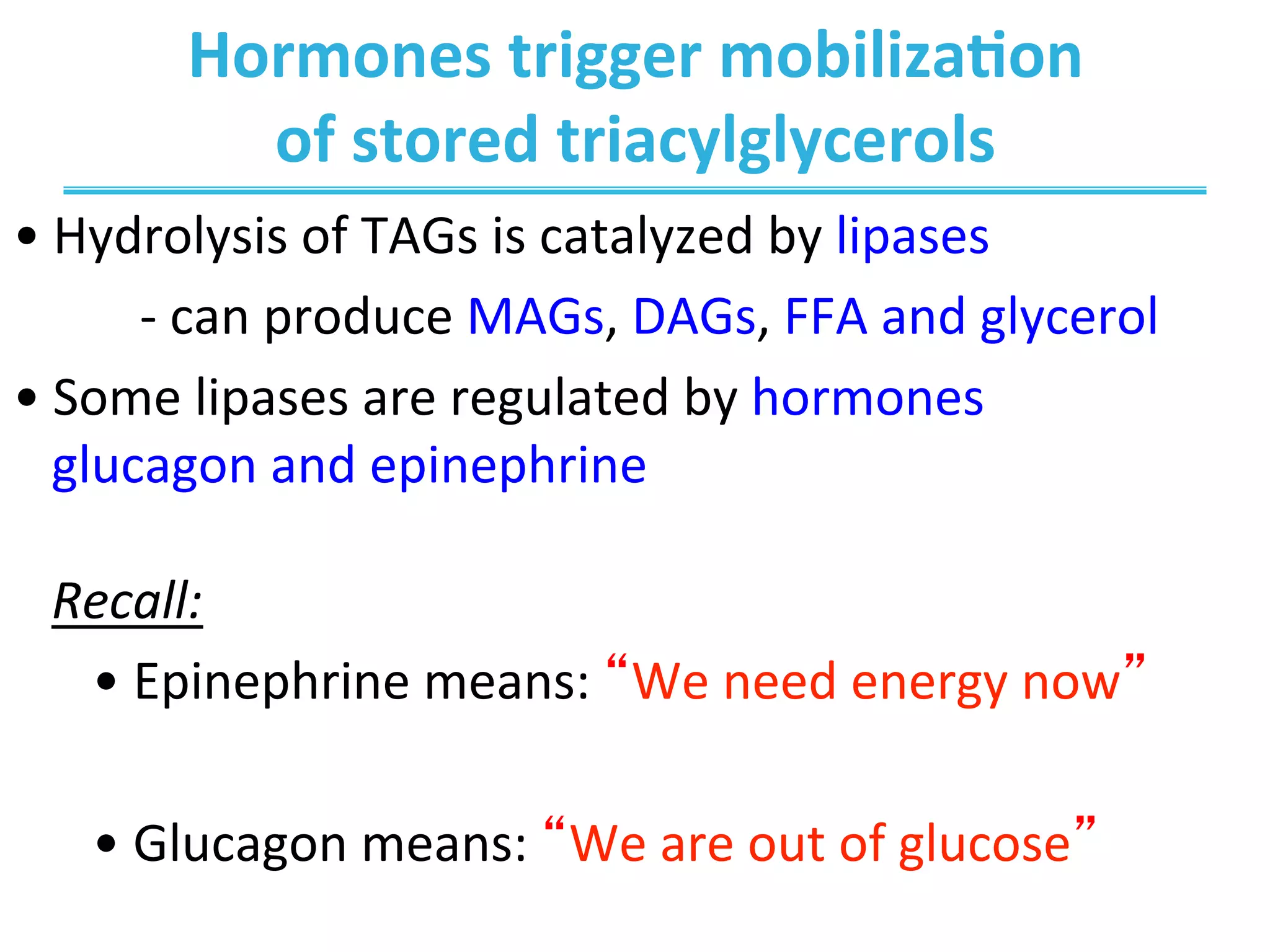 Chapters 17,21 Fatty acid catabolism , Lipid biosynthesis | PDF