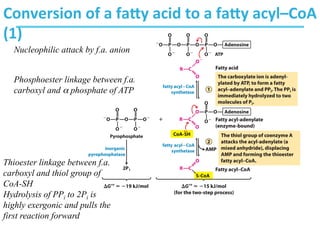 Chapters 17,21 Fatty acid catabolism , Lipid biosynthesis | PDF