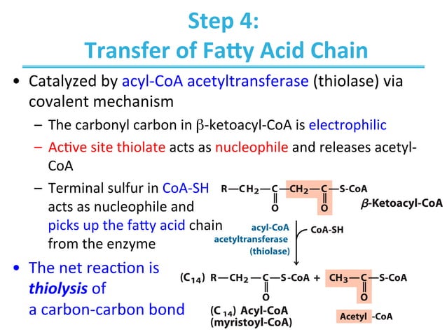 Chapters 17,21 Fatty acid catabolism , Lipid biosynthesis | PDF ...