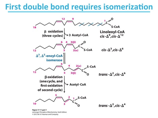 Chapters 17,21 Fatty acid catabolism , Lipid biosynthesis | PDF ...