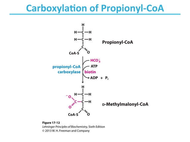 Chapters 17,21 Fatty acid catabolism , Lipid biosynthesis | PDF ...