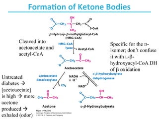 Chapters 17,21 Fatty acid catabolism , Lipid biosynthesis | PDF