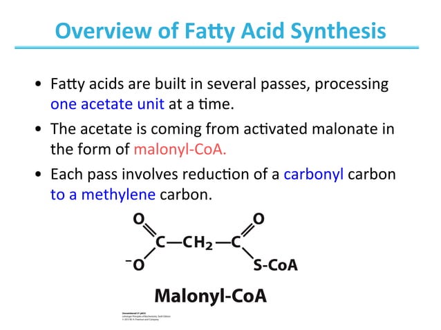 Chapters 17,21 Fatty acid catabolism , Lipid biosynthesis | PDF ...