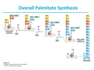Chapters 17,21 Fatty acid catabolism , Lipid biosynthesis | PDF