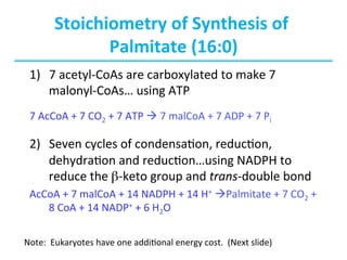 Chapters 17,21 Fatty acid catabolism , Lipid biosynthesis | PDF