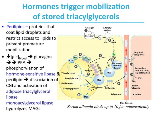Chapters 17,21 Fatty acid catabolism , Lipid biosynthesis | PDF ...