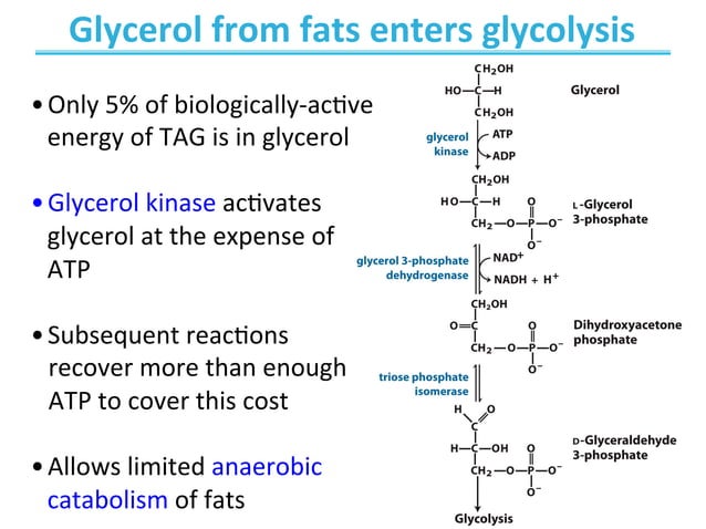 Chapters 17,21 Fatty acid catabolism , Lipid biosynthesis | PDF ...