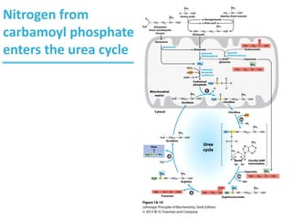 Urea Cycle Lehninger