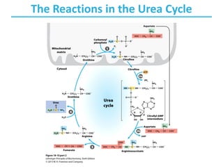 Urea Cycle Lehninger