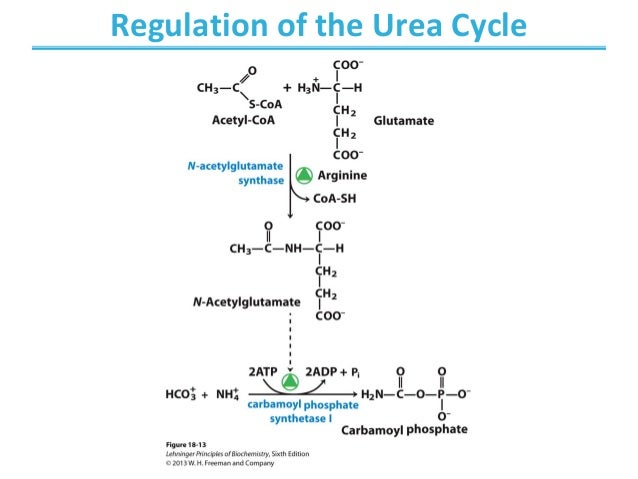 Chapters 18 - Amino acid Oxidation , production of urea Biochemistry