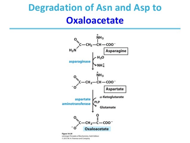Chapters 18 - Amino acid Oxidation , production of urea Biochemistry