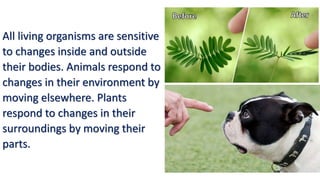 Chapter sensitivity in living organisms | PPTX