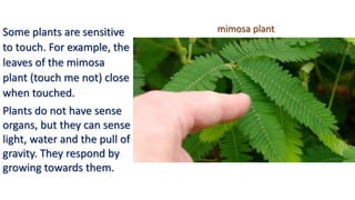 Chapter sensitivity in living organisms | PPTX