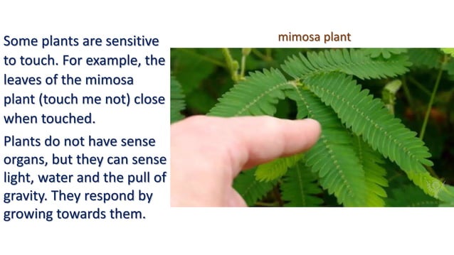 Chapter sensitivity in living organisms | PPTX | Gardening | Home & Garden