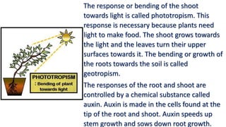 Chapter sensitivity in living organisms | PPTX