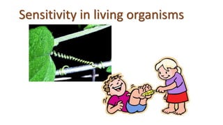 Chapter sensitivity in living organisms | PPT