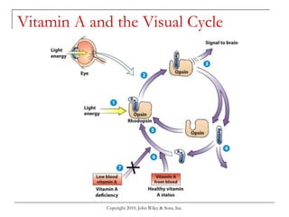 The Fat-Soluble Vitamins.ppt