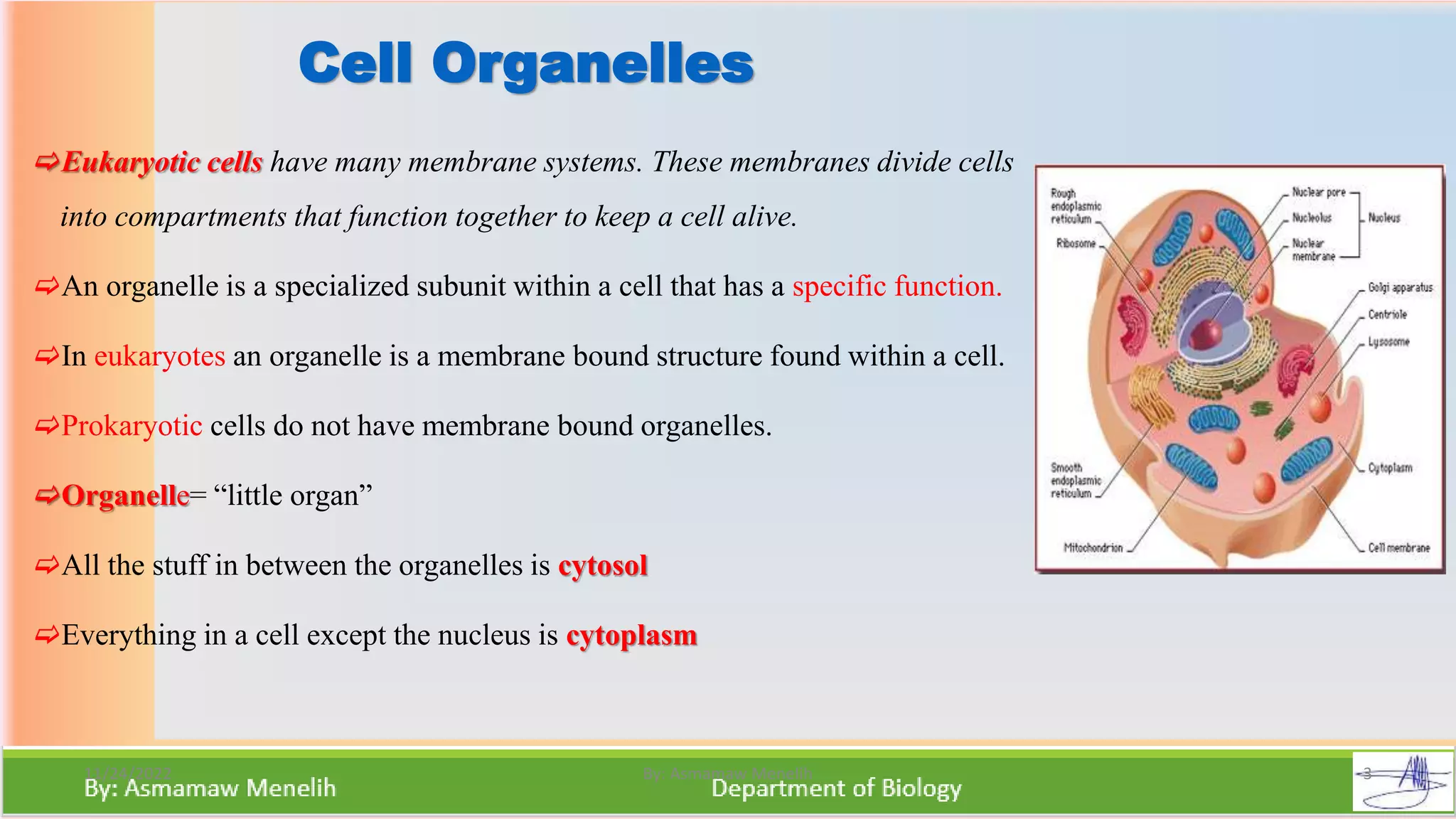 Cell Organelles | PPTX