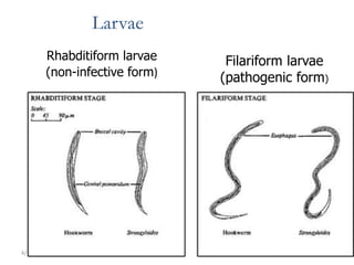 Hookworm Rhabditiform Larvae