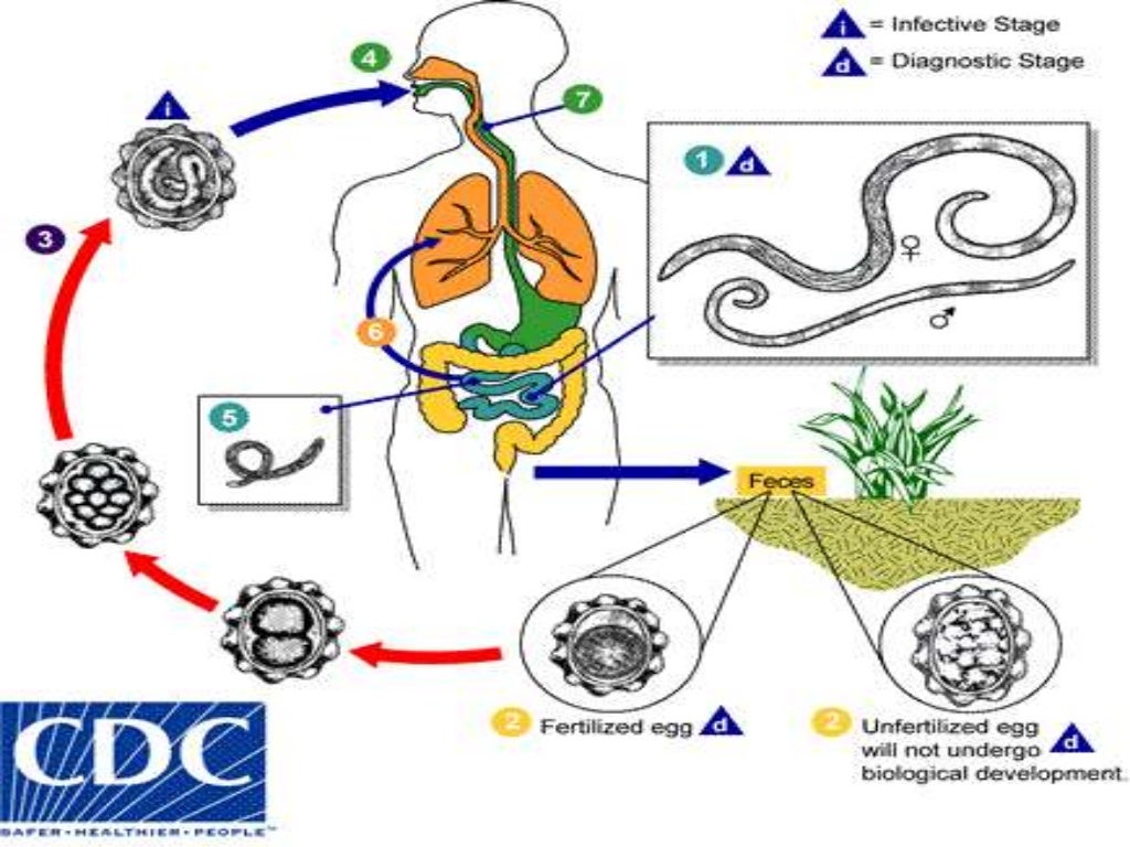 Chapter three fecal oral transmitted diseases