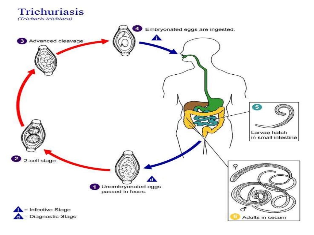 Chapter three fecal oral transmitted diseases