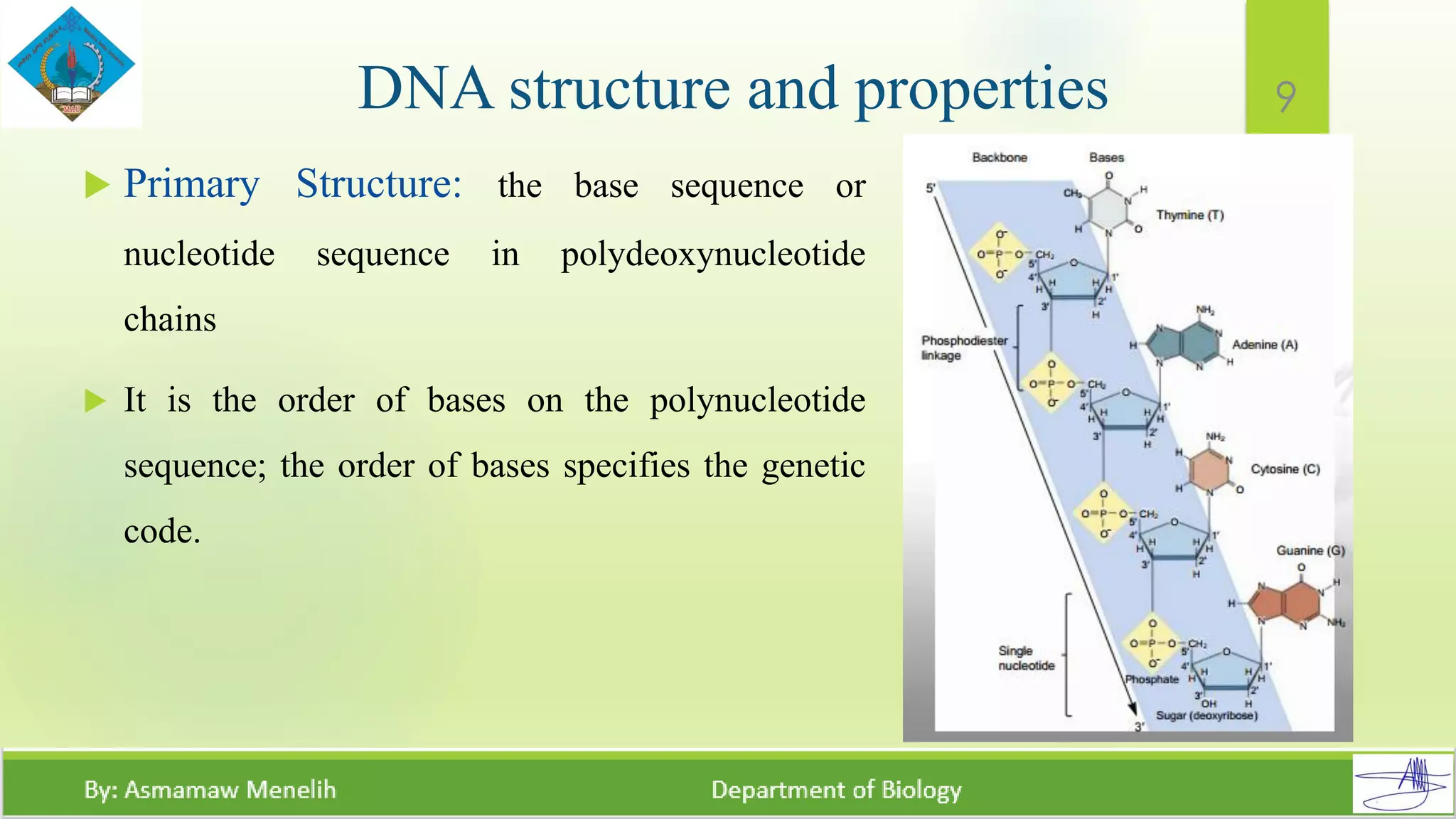 Structure and Synthesis of DNA | PDF