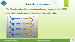 Structure and Synthesis of DNA | PDF