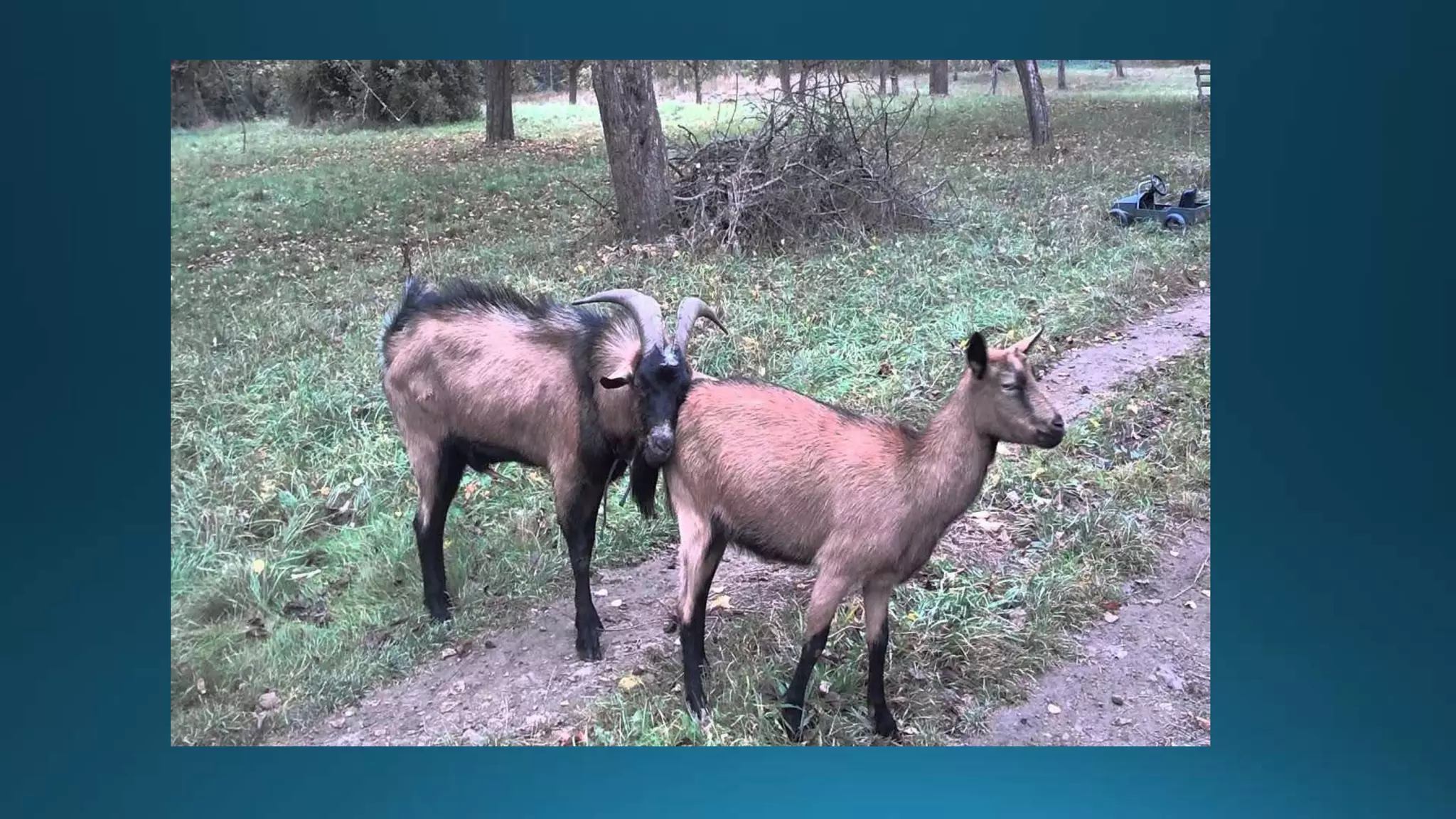 unit 2 reproduction in sheep and goats | PPTX