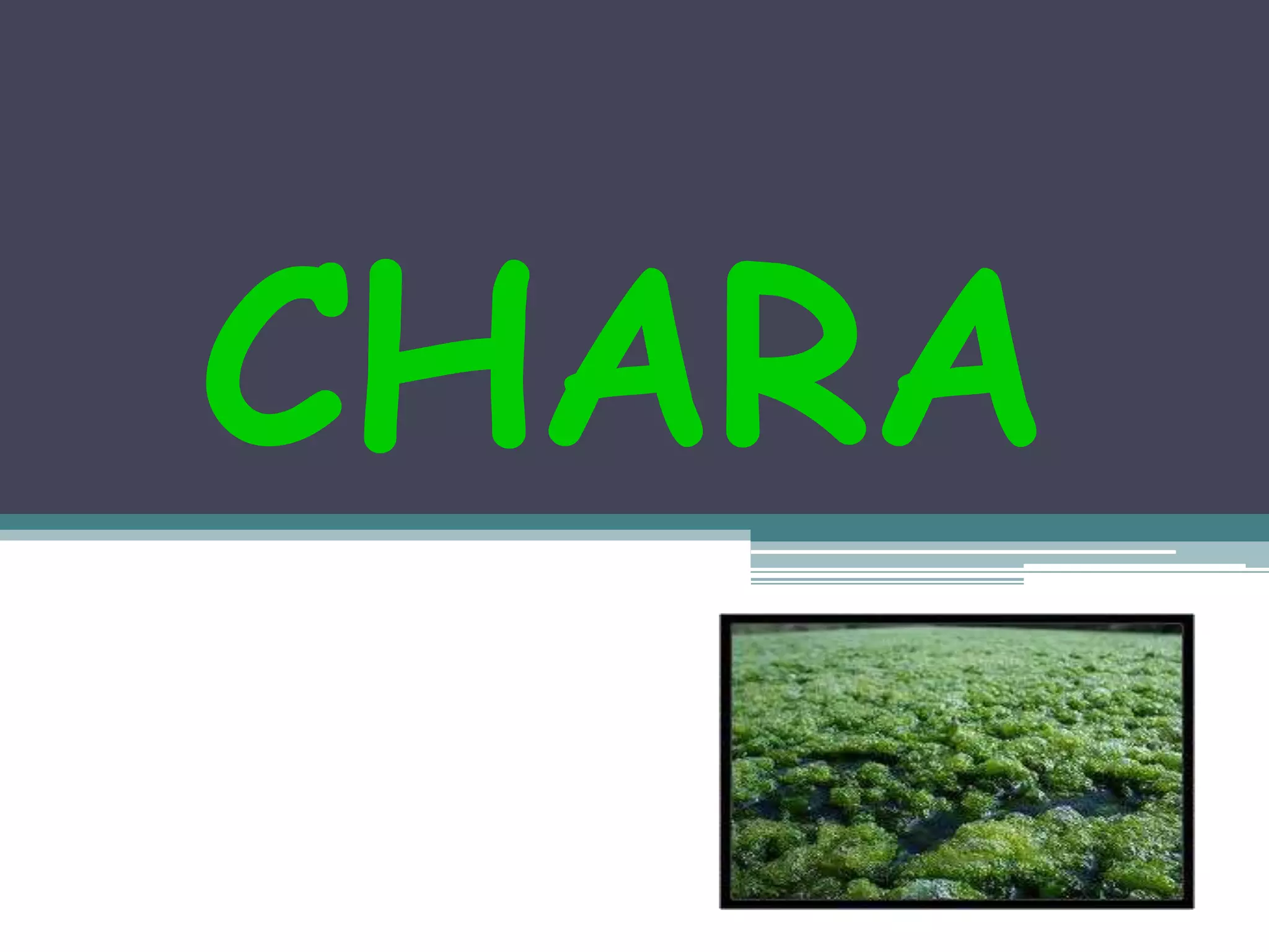 Chara | PPTX