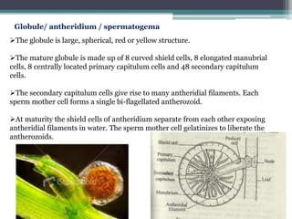 Chara Microscope Slide