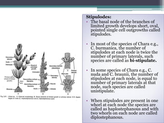 Chara Algae Life Cycle
