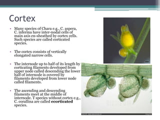 Chara Under Microscope