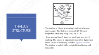 CHARA.pptx