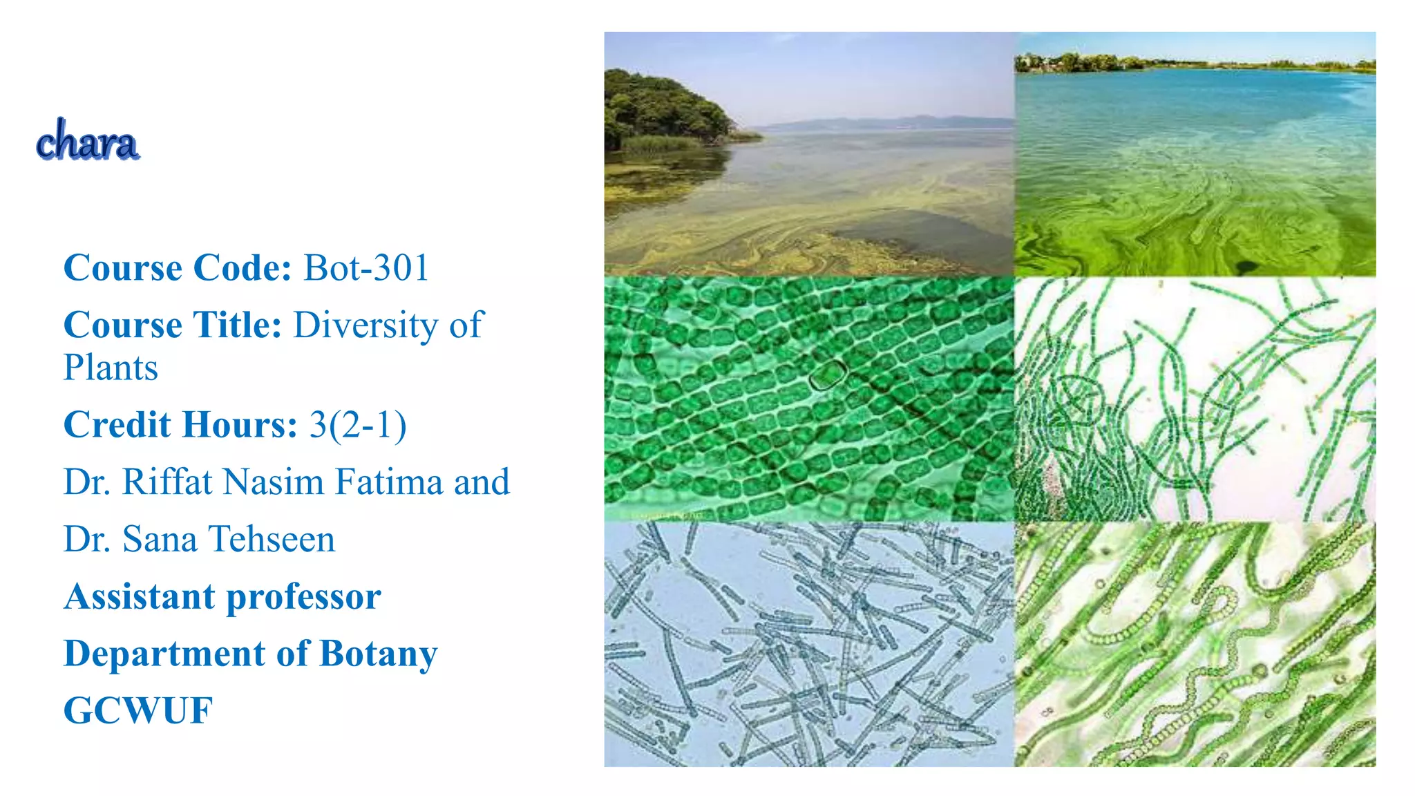 chara.pptx | Gardening | Home & Garden