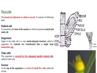 Morphology and Reproductive structures of Chara | PPTX