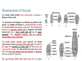 Morphology and Reproductive structures of Chara | PPTX