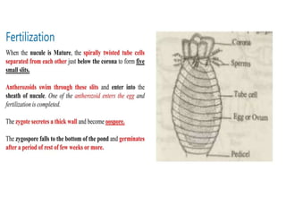 Morphology and Reproductive structures of Chara | PPTX