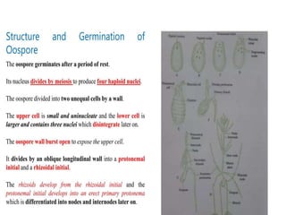 Morphology and Reproductive structures of Chara | PPTX