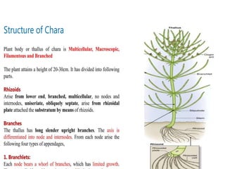Morphology and Reproductive structures of Chara | PPTX