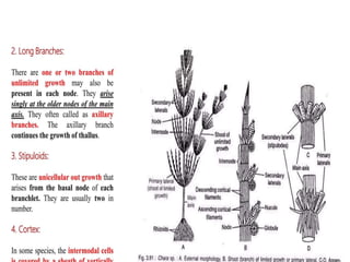 Morphology and Reproductive structures of Chara | PPTX