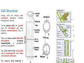 Morphology and Reproductive structures of Chara | PPTX