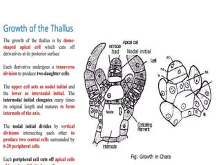 Morphology and Reproductive structures of Chara | PPTX