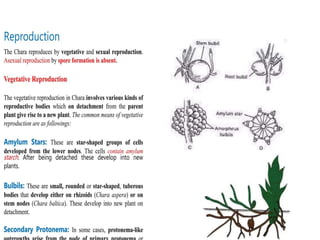 Morphology and Reproductive structures of Chara | PPTX