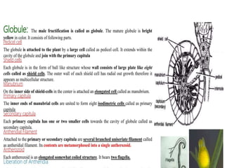 Morphology and Reproductive structures of Chara | PPTX