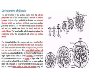 Morphology and Reproductive structures of Chara | PPTX